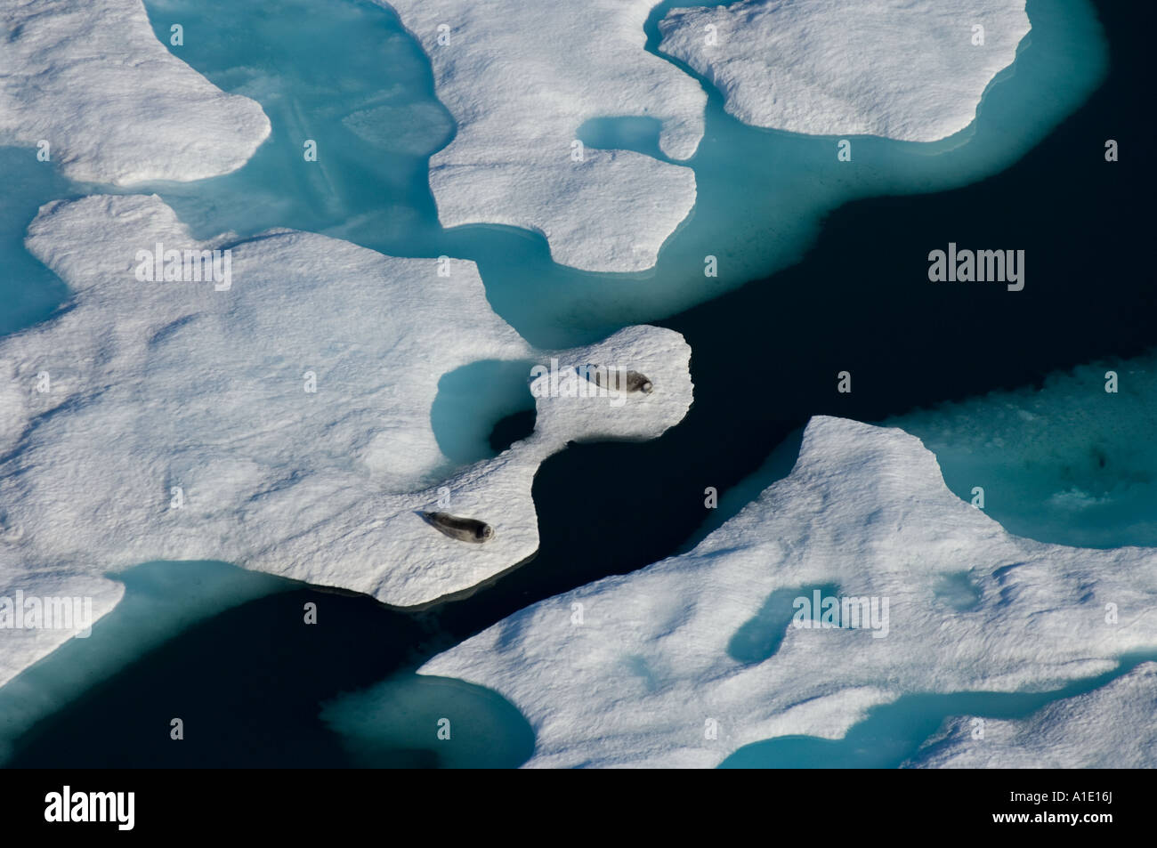 bearded seals Erignathus barbatus resting on multi layer ice Chukchi ...