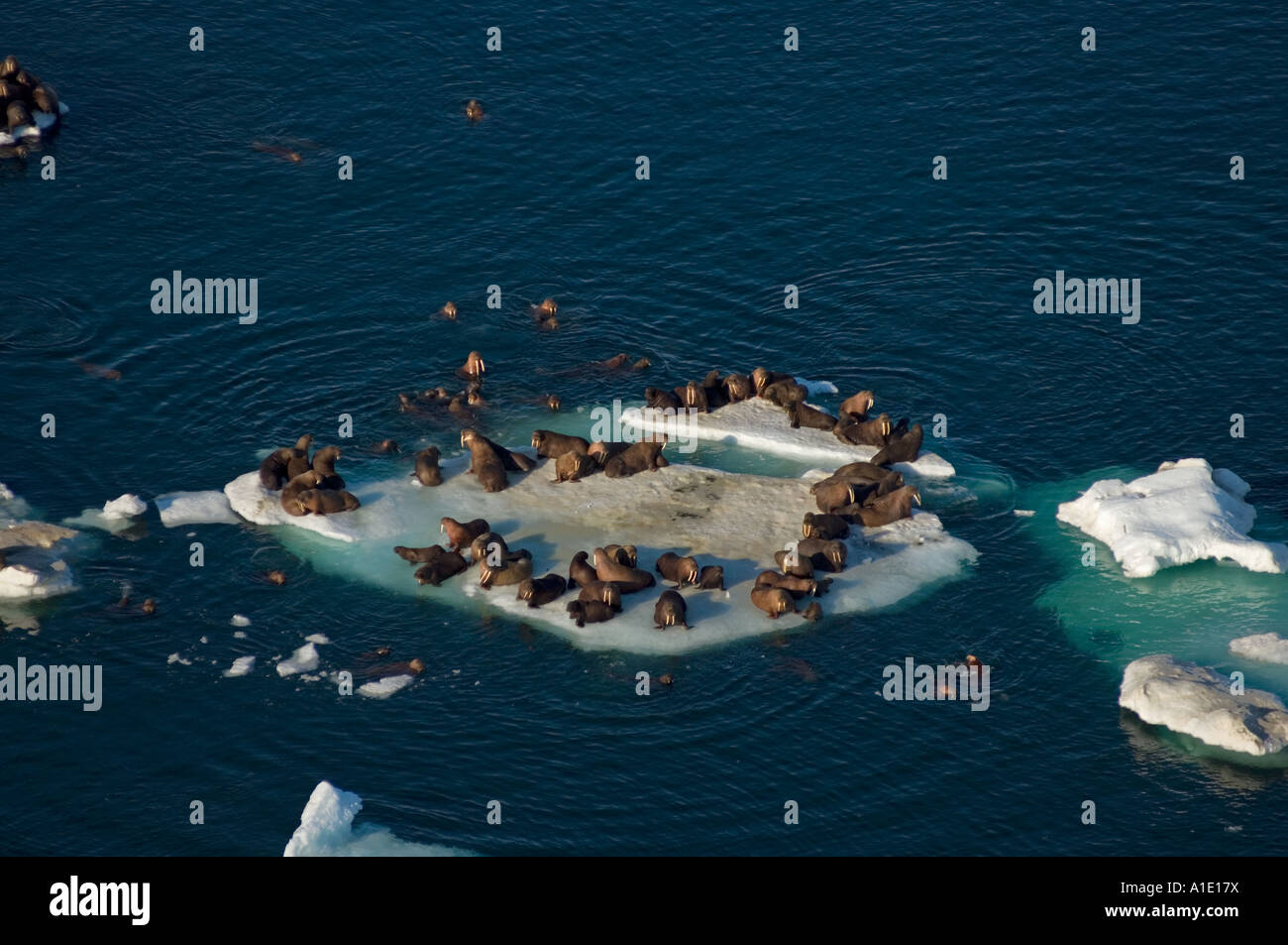 walrus Odobenus rosmarus herd resting on and swimming around chunks of ...
