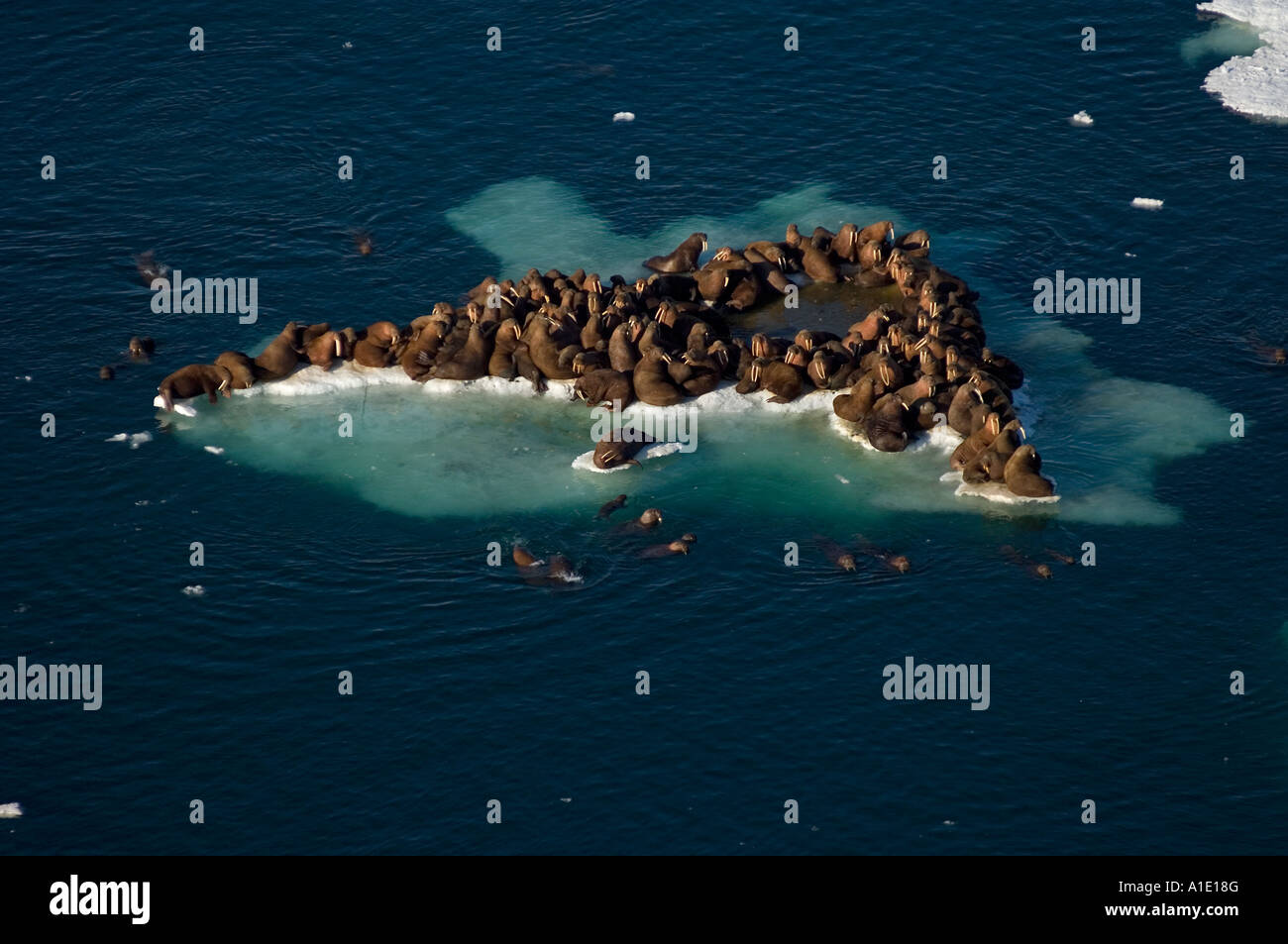 walrus Odobenus rosmarus herd resting on and swimming around chunks of ...