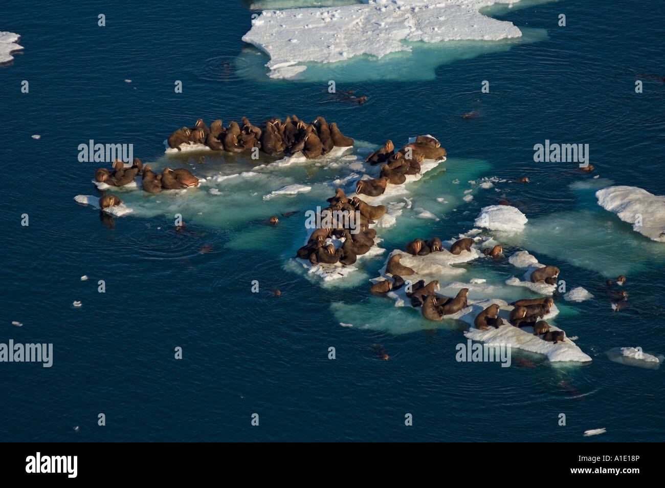 Pod of walrus hi-res stock photography and images - Alamy