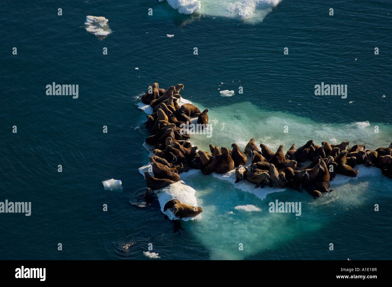 walrus Odobenus rosmarus herds resting on and swimming around chunks of ...