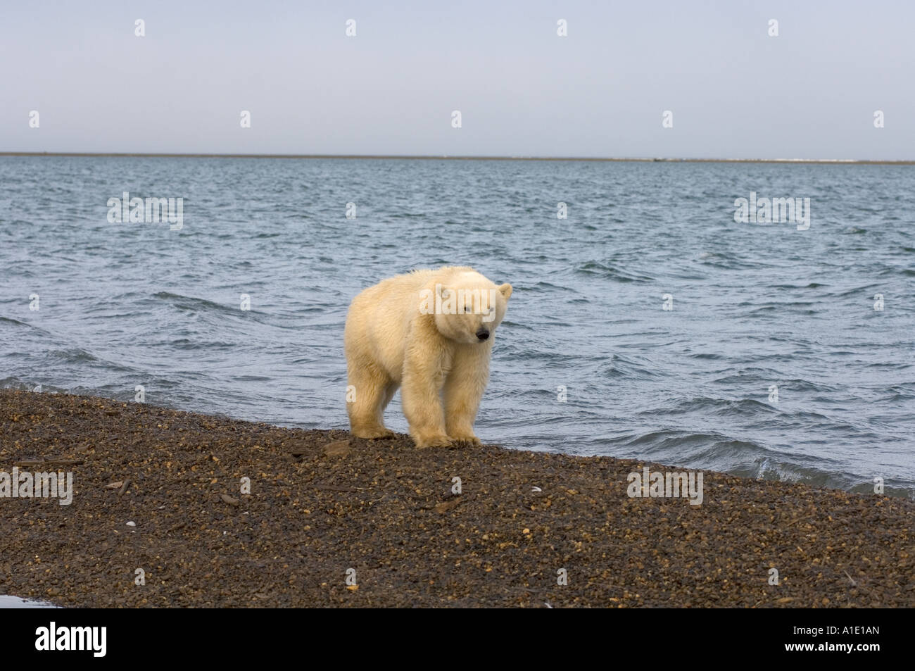 Drowning bear hi-res stock photography and images - Alamy