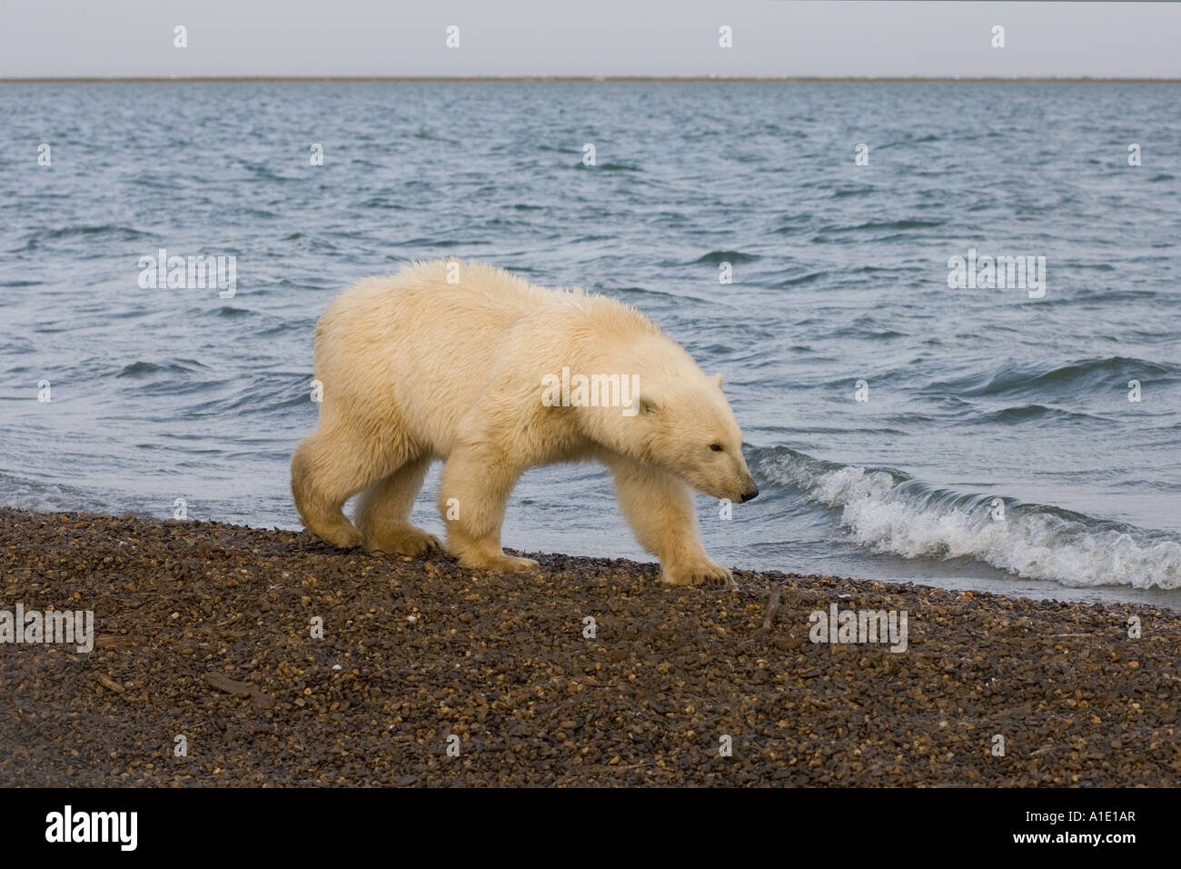 Drowning bear hi-res stock photography and images - Alamy
