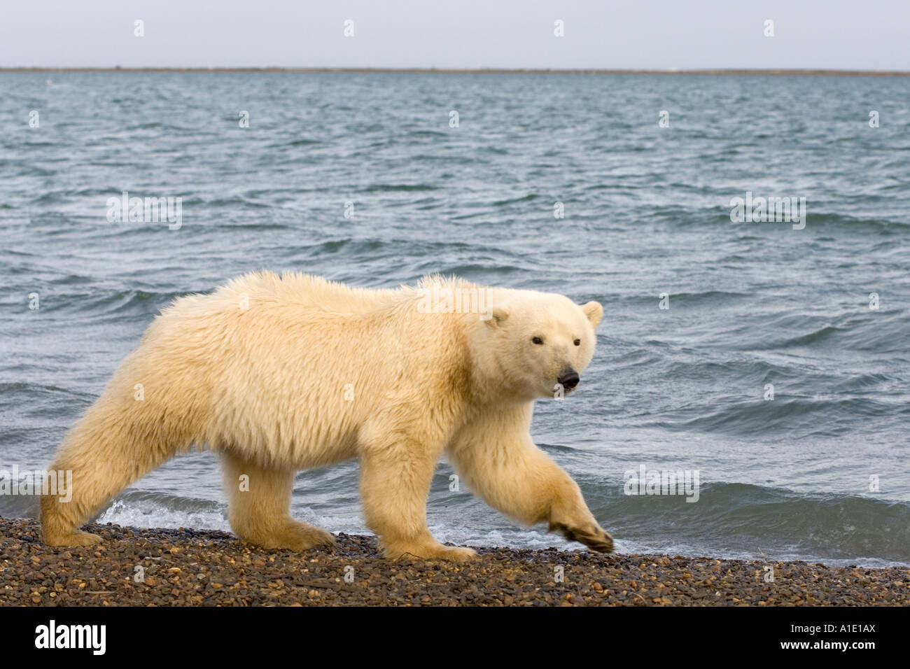 Drowning bear hi-res stock photography and images - Alamy