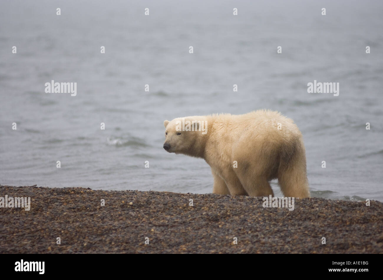 Drowning bear hi-res stock photography and images - Alamy