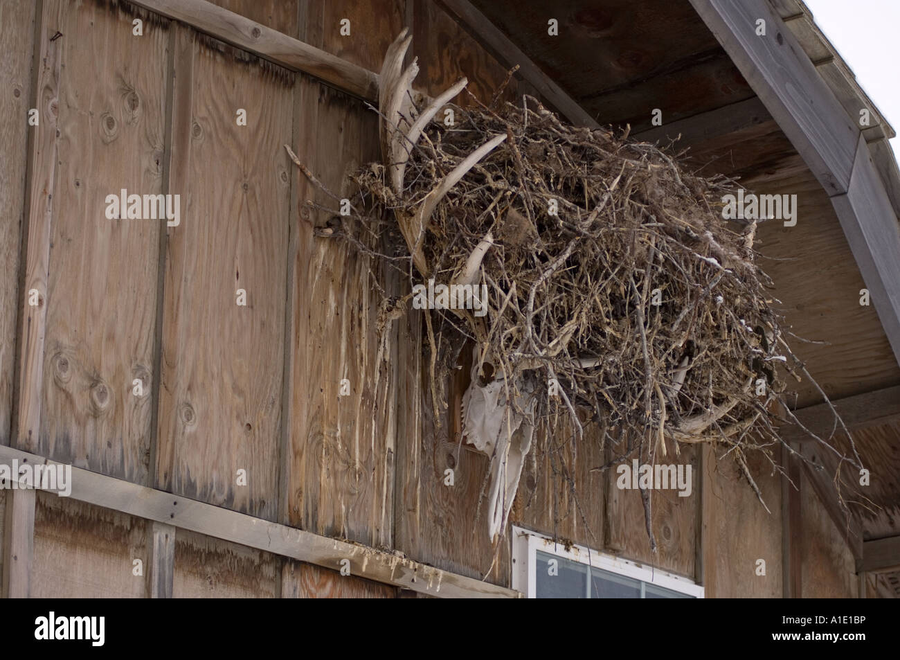 Common Raven Nest Stock Photos & Common Raven Nest Stock Images - Alamy