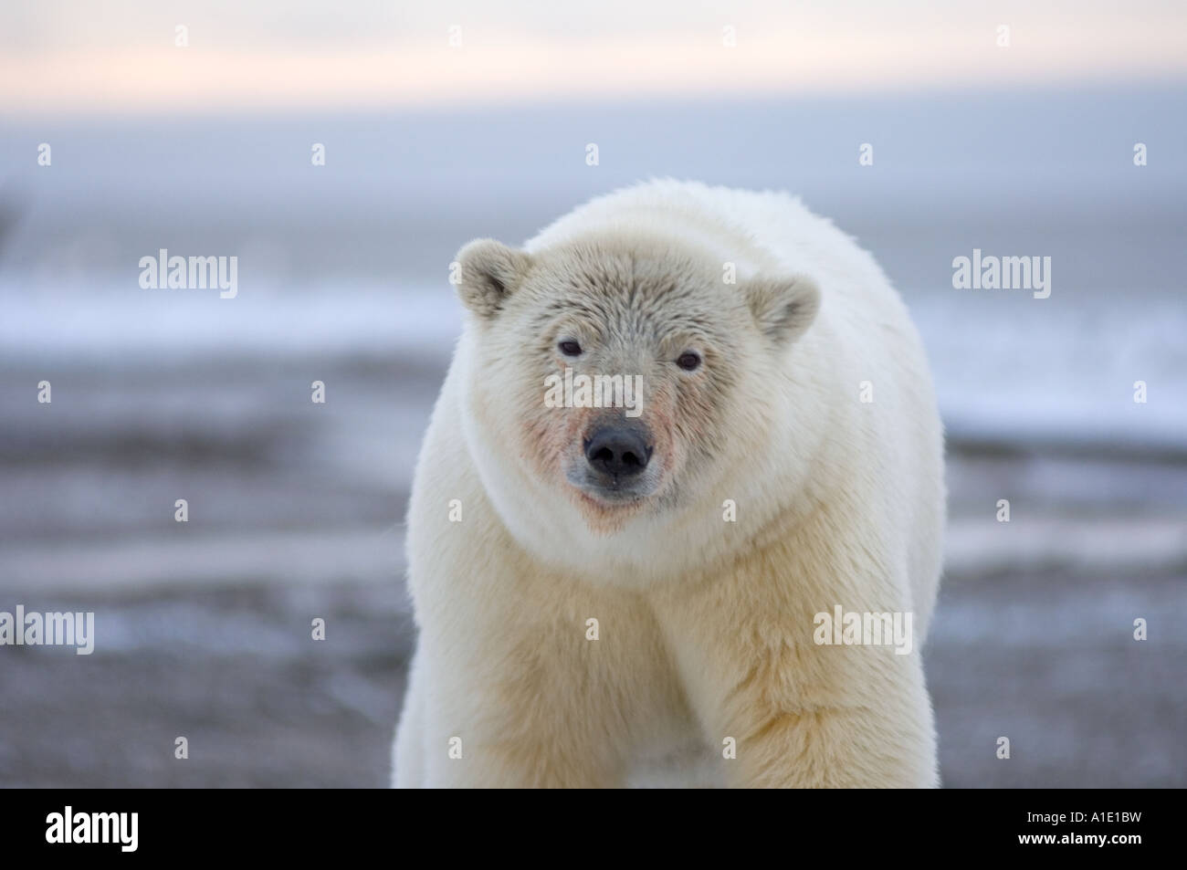Drowning bear hi-res stock photography and images - Alamy