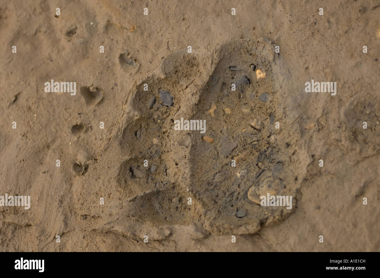 Bear tracks in mud hi-res stock photography and images - Alamy