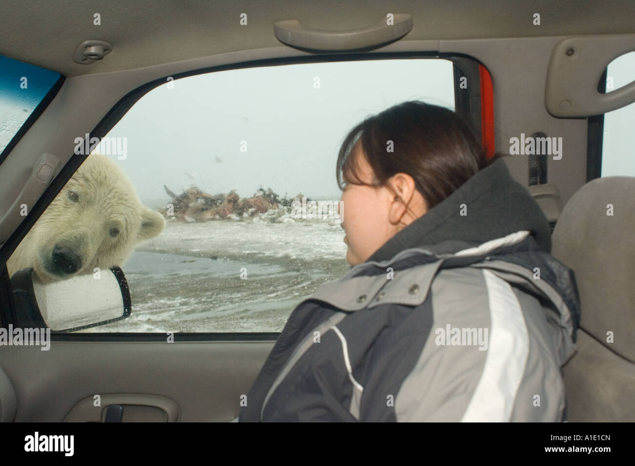 polar bear Ursus maritimus close up with eskimo checks out Clara ...