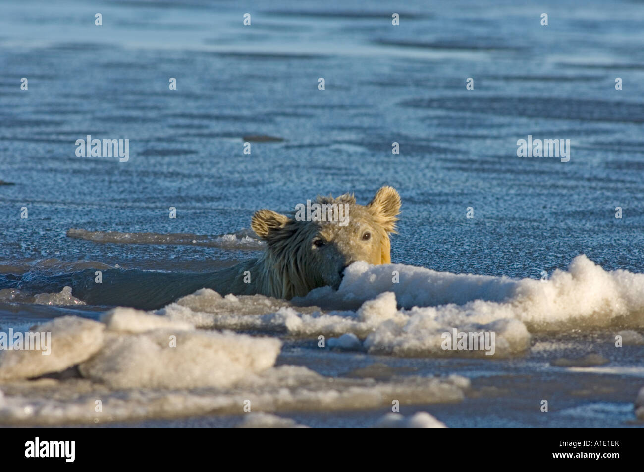 Drowning bear hi-res stock photography and images - Alamy