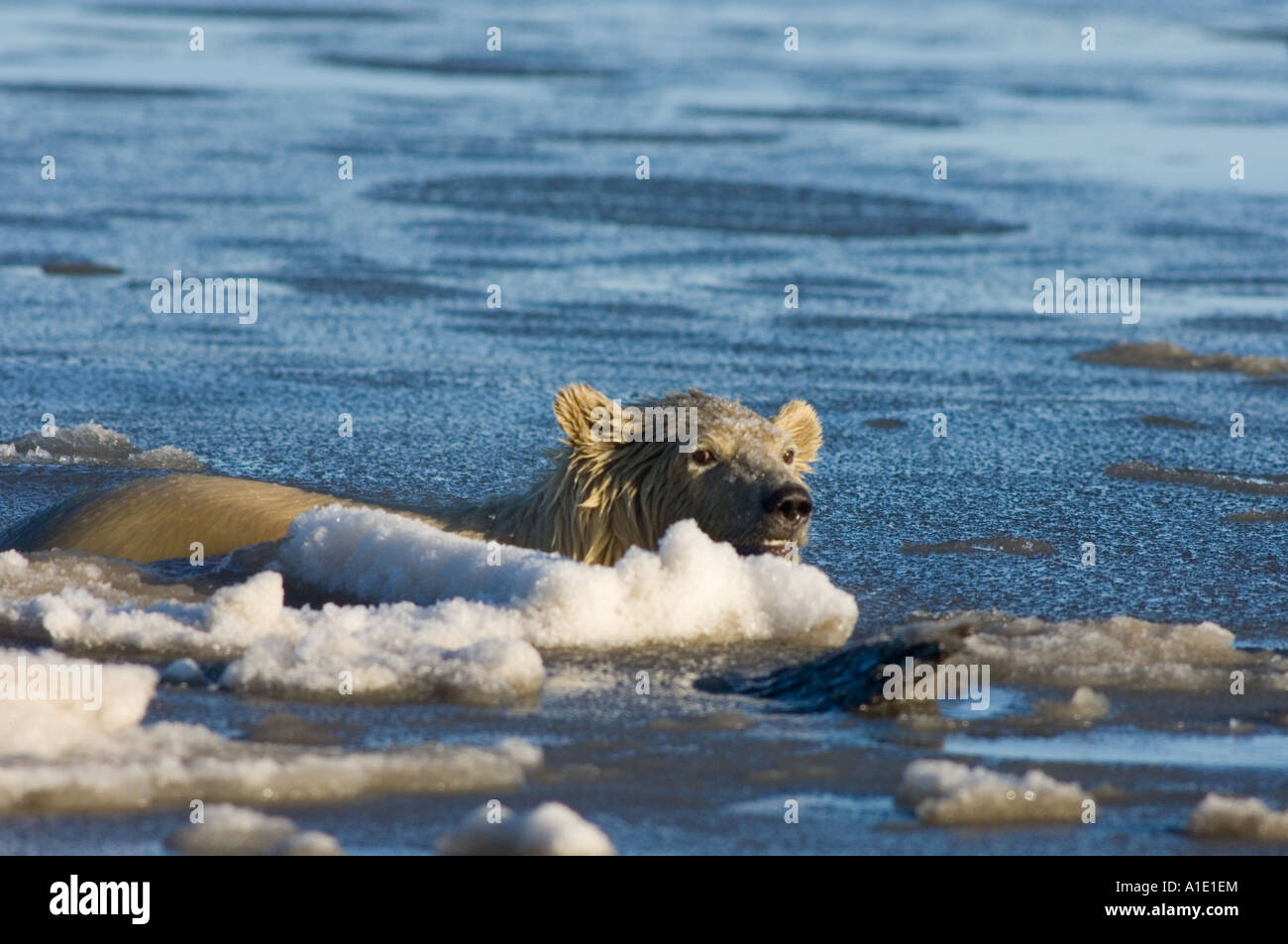 Drowning bear hi-res stock photography and images - Alamy