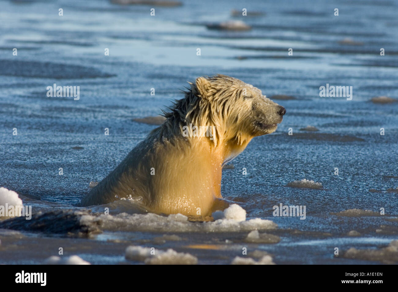 Drowning bear hi-res stock photography and images - Alamy