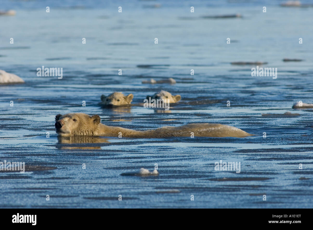 Drowning bear hi-res stock photography and images - Alamy