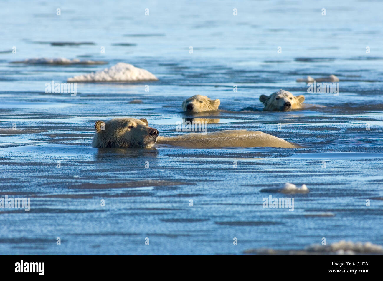 Drowning bear hi-res stock photography and images - Alamy