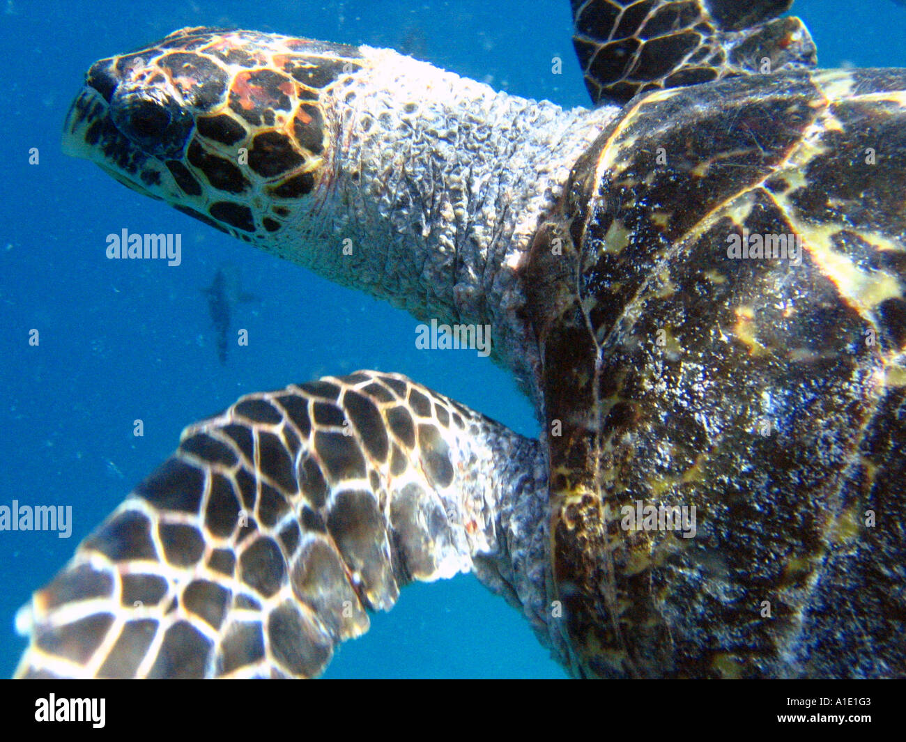 Turtle flippers turtle fins hi-res stock photography and images - Alamy