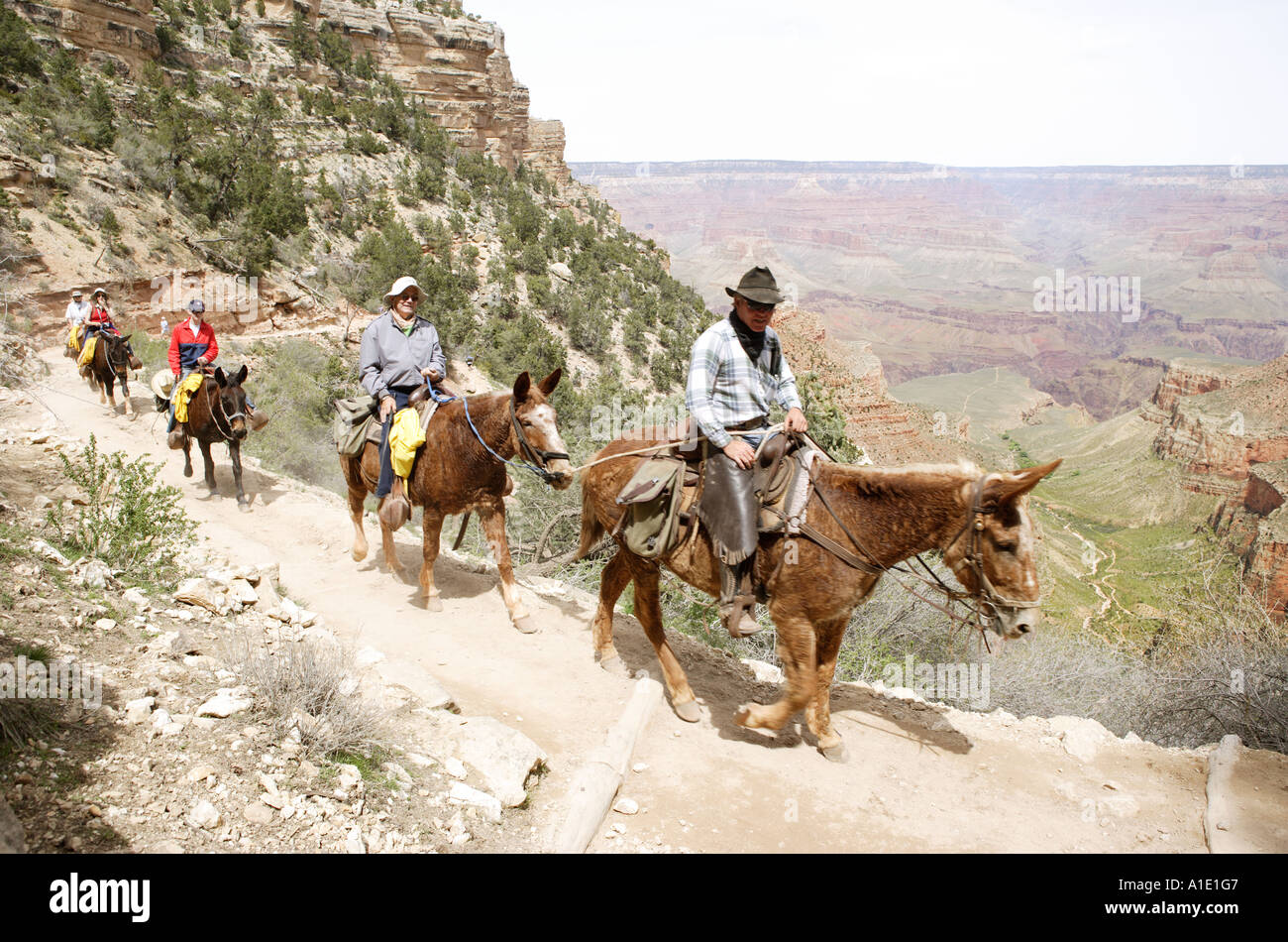 USA Grand Canyon Mule Rides Bright Angel Trail Stock Photo - Alamy