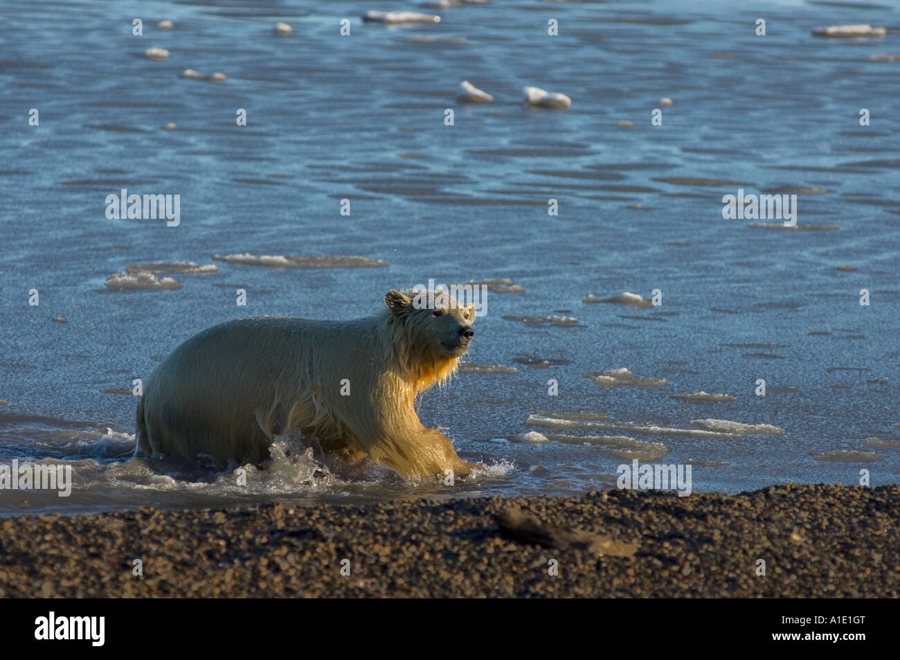 Drowning bear hi-res stock photography and images - Alamy