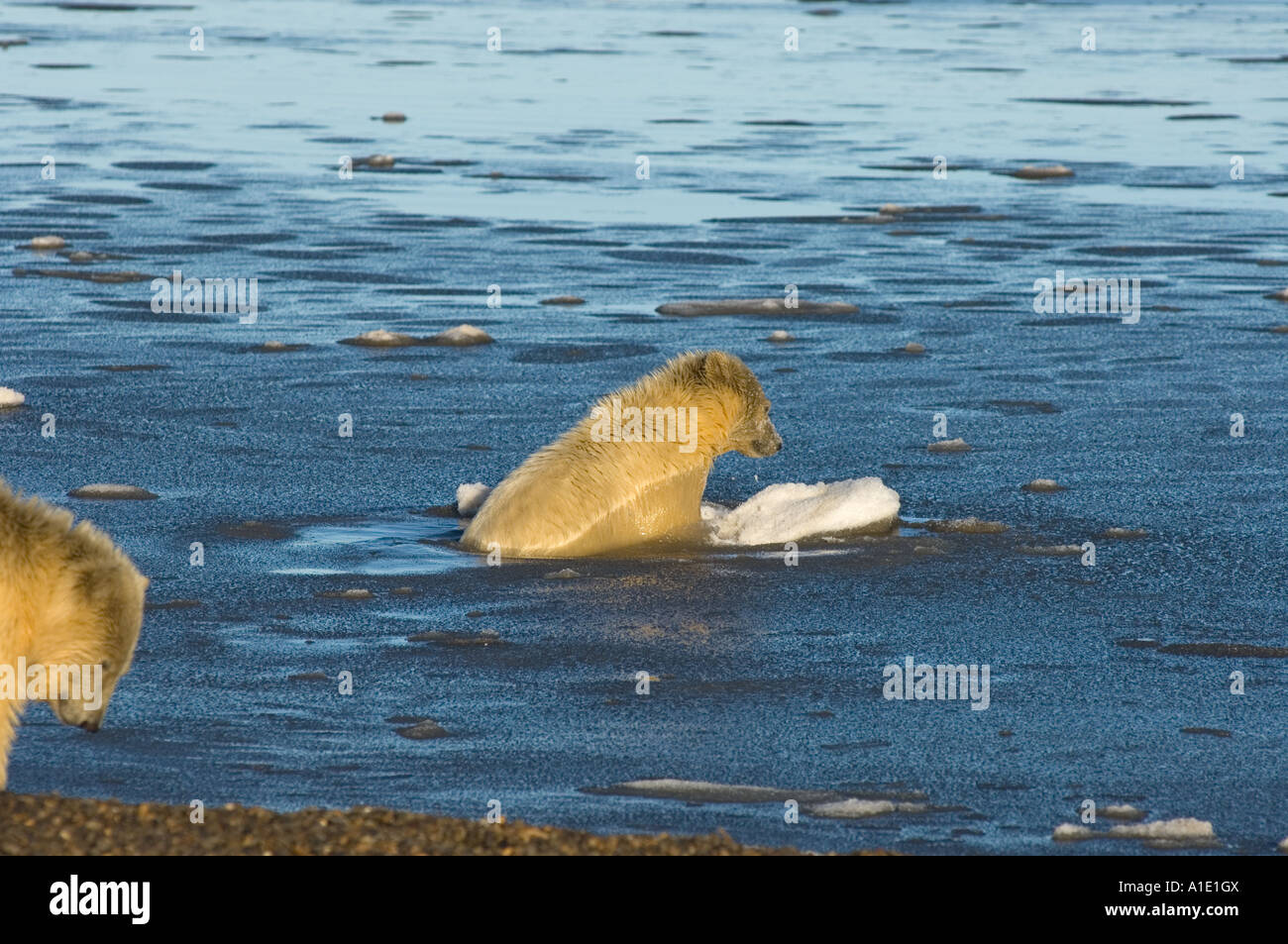 Drowning bear hi-res stock photography and images - Alamy