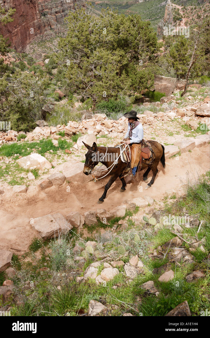 Mule rider hi-res stock photography and images - Alamy