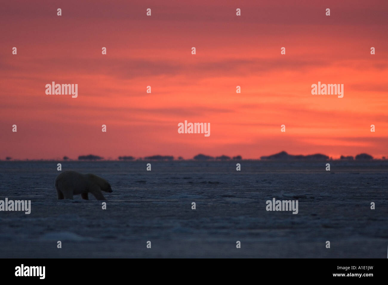 polar bear Ursus maritimus walks on the ice at sunrise with a mirage on ...