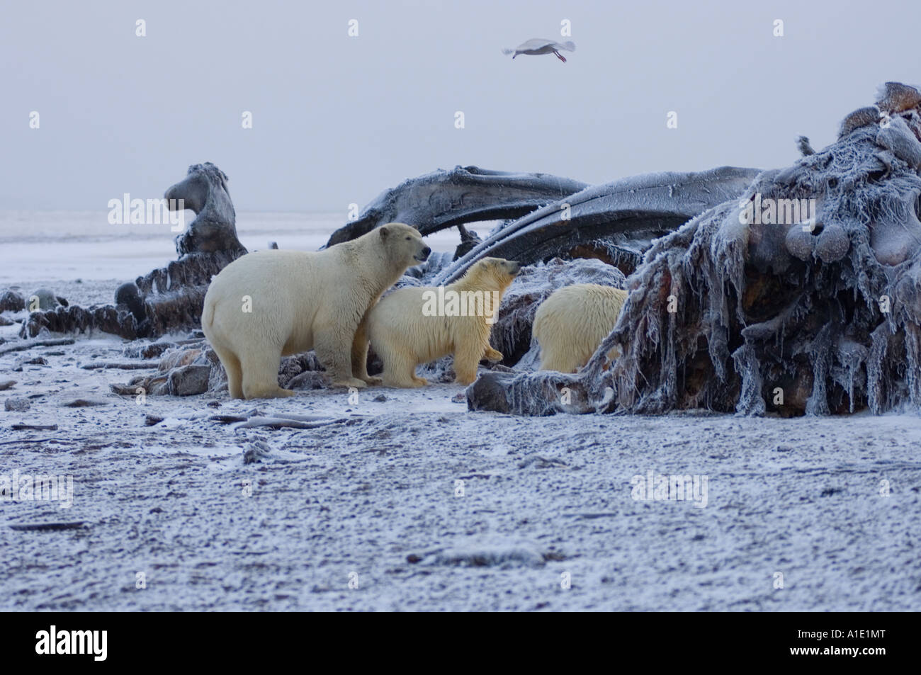 polar bears Ursus maritimus sow with cubs feeding on a bowhead whale ...