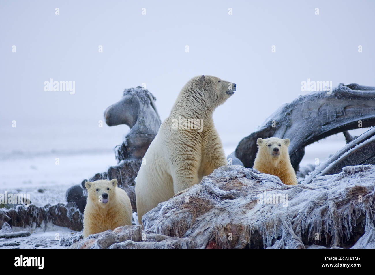 polar bears Ursus maritimus sow with cubs feeding on a bowhead whale ...