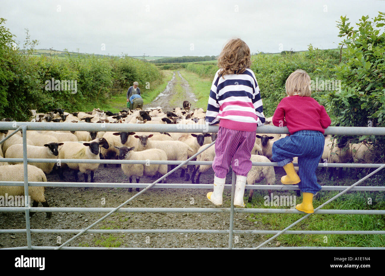 Children climb a gate to watch sheep in Devon England Stock Photo - Alamy