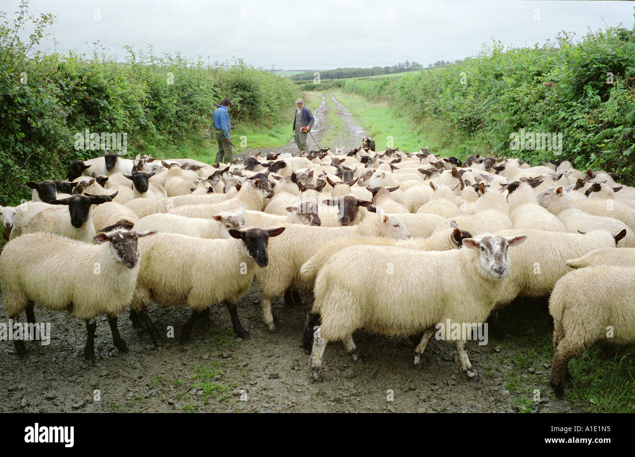 Good life sheep hi-res stock photography and images - Alamy
