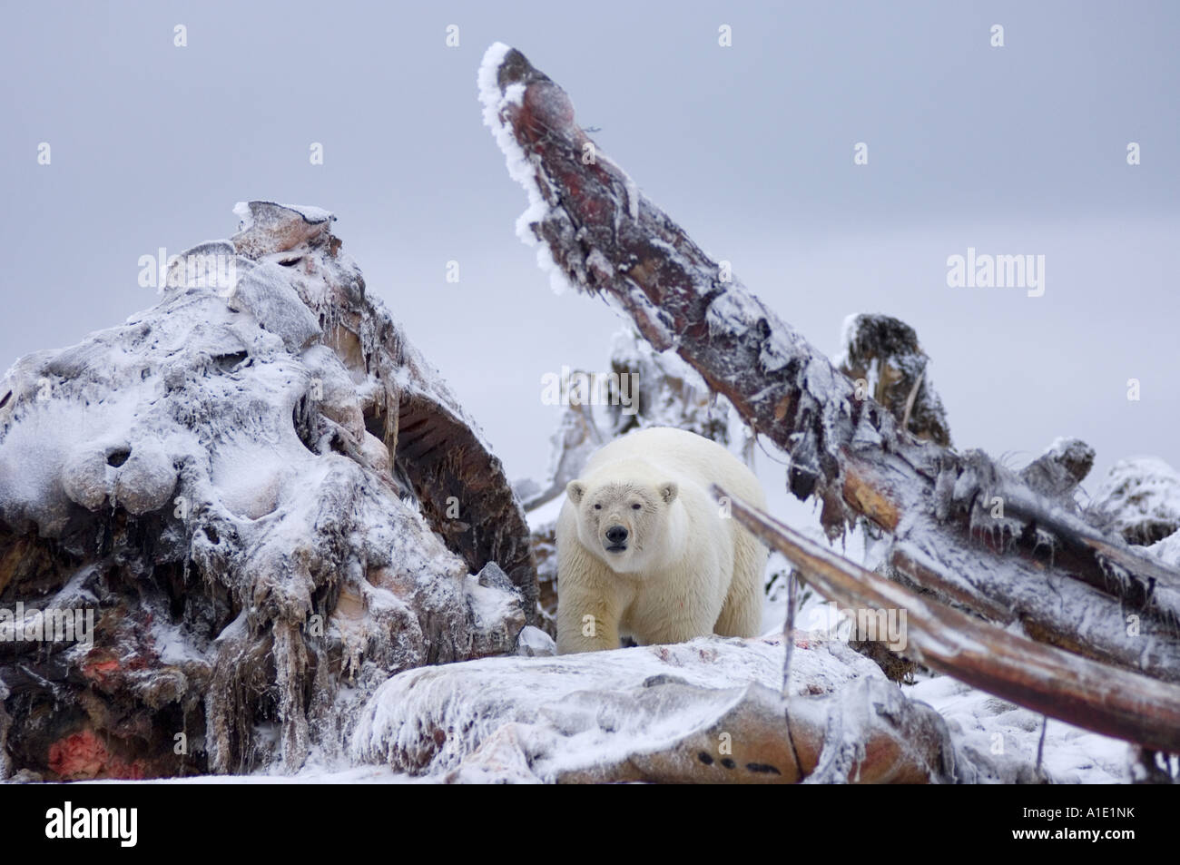 polar bear Ursus maritimus feeding on a bowhead whale carcass 1002 area ...