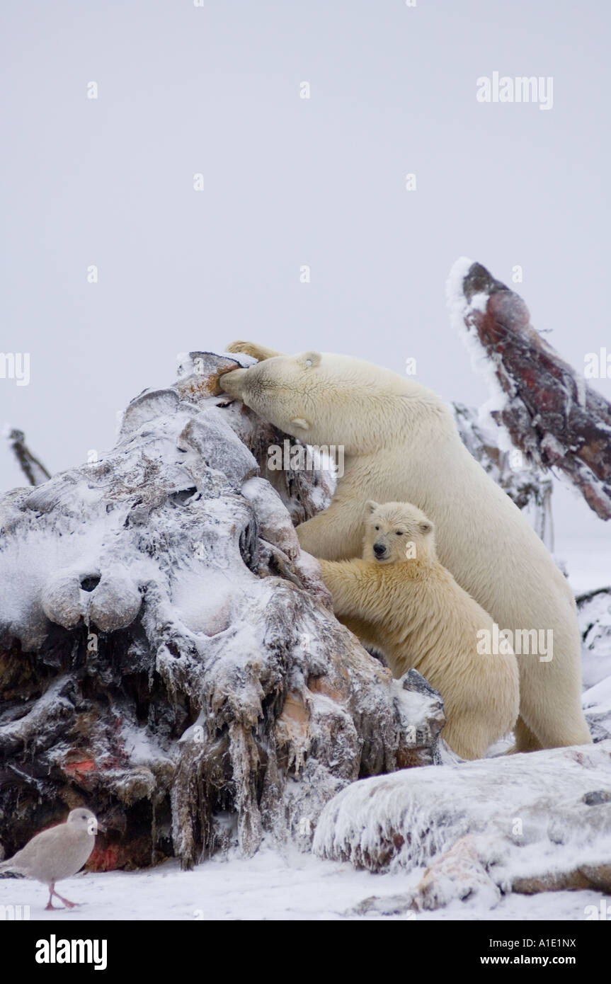 polar bears Ursus maritimus sow with cubs feeding on a bowhead whale ...