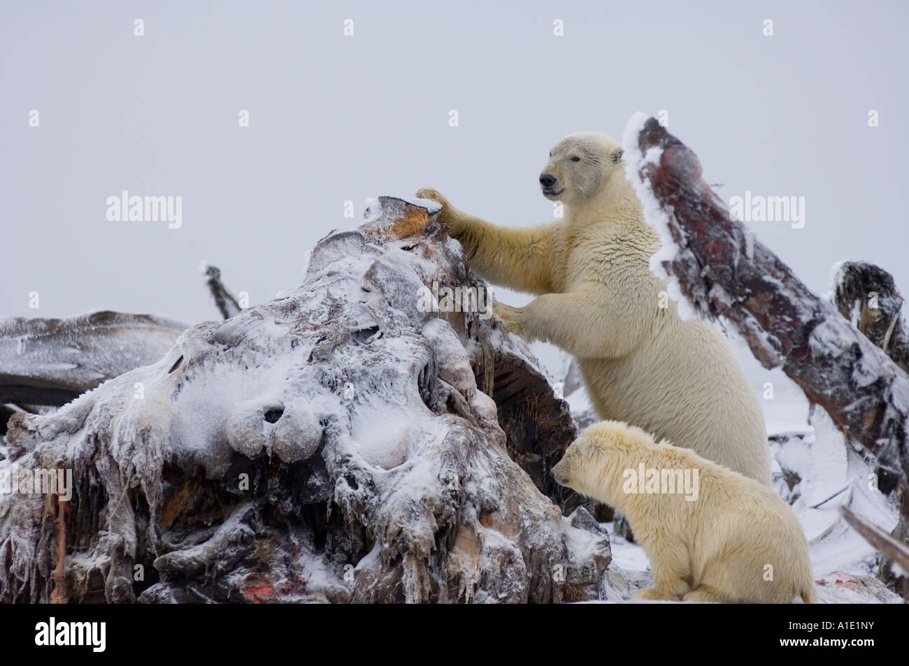 polar bears Ursus maritimus sow with cubs feeding on a bowhead whale ...