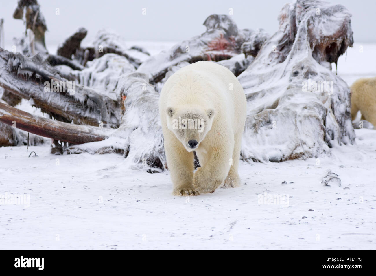 polar bear Ursus maritimus scavenging on a bowhead whale carcass on ...