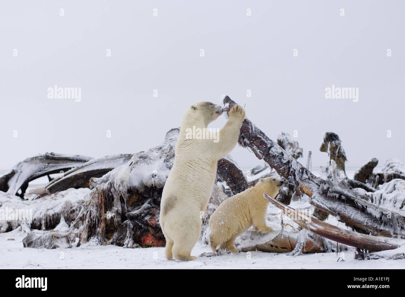 polar bears Ursus maritimus sow with cubs feeding on a bowhead whale ...