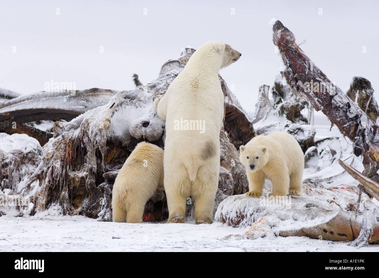 polar bears Ursus maritimus sow with cubs feeding on a bowhead whale ...
