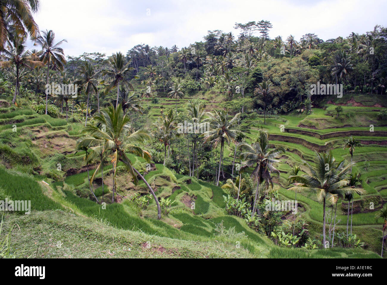 Terraced Rice paddy fields and tropical vegetation Bali Indonesia Stock ...