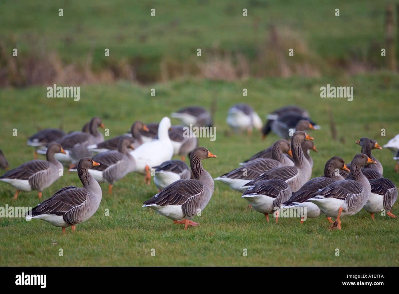 Breeds of domestic geese hi-res stock photography and images - Alamy