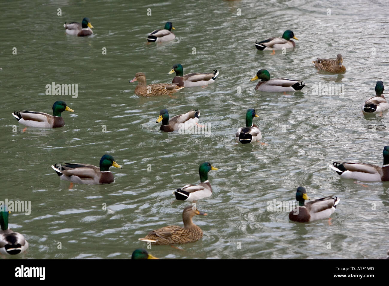 Birds in river hi-res stock photography and images - Alamy