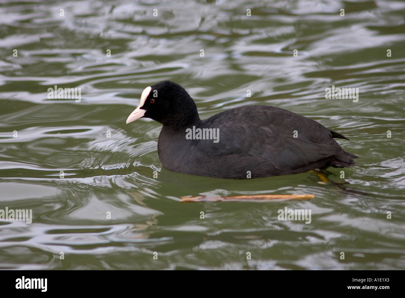 Coot in River Windrush Burford UK Feral birds may be at risk from Avian ...