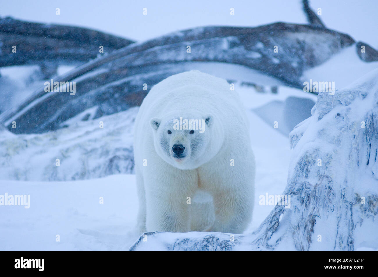 polar bears Ursus maritimus feeding scavenging on a bowhead whale ...