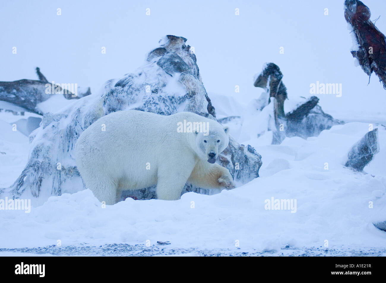 polar bears Ursus maritimus feeding scavenging on a bowhead whale ...