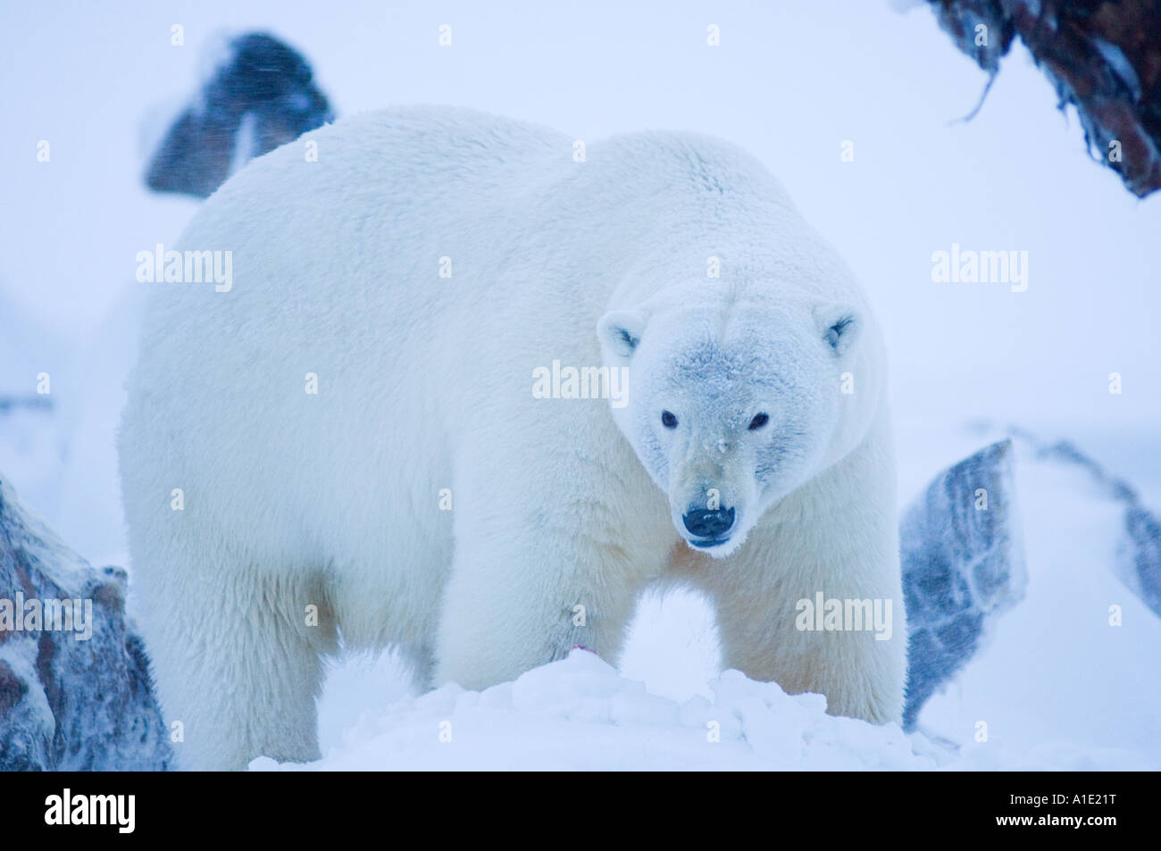 polar bears Ursus maritimus feeding scavenging on a bowhead whale ...