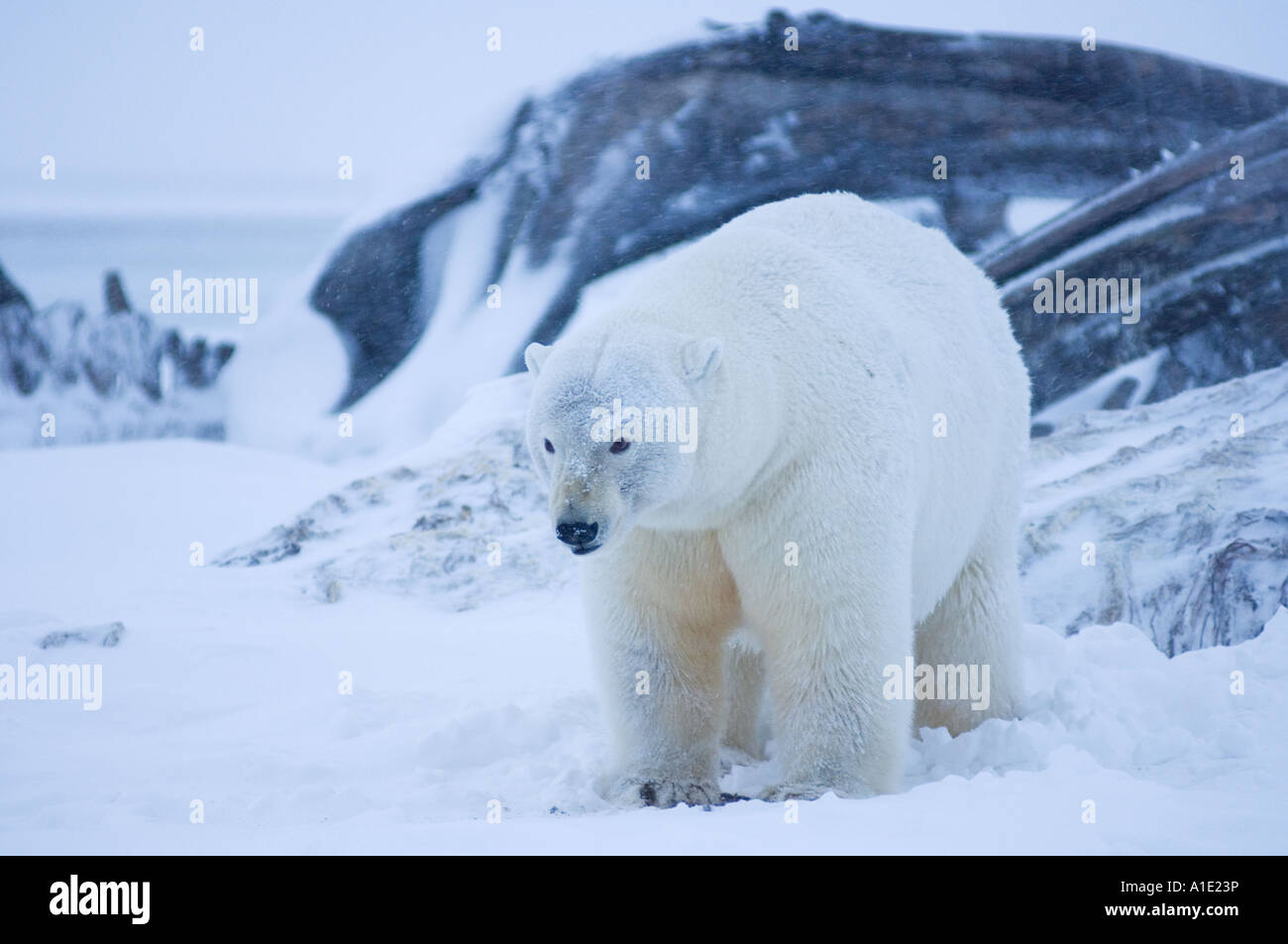 polar bears Ursus maritimus feeding scavenging on a bowhead whale ...