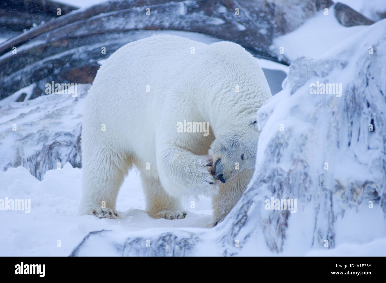 polar bears Ursus maritimus feeding scavenging on a bowhead whale ...