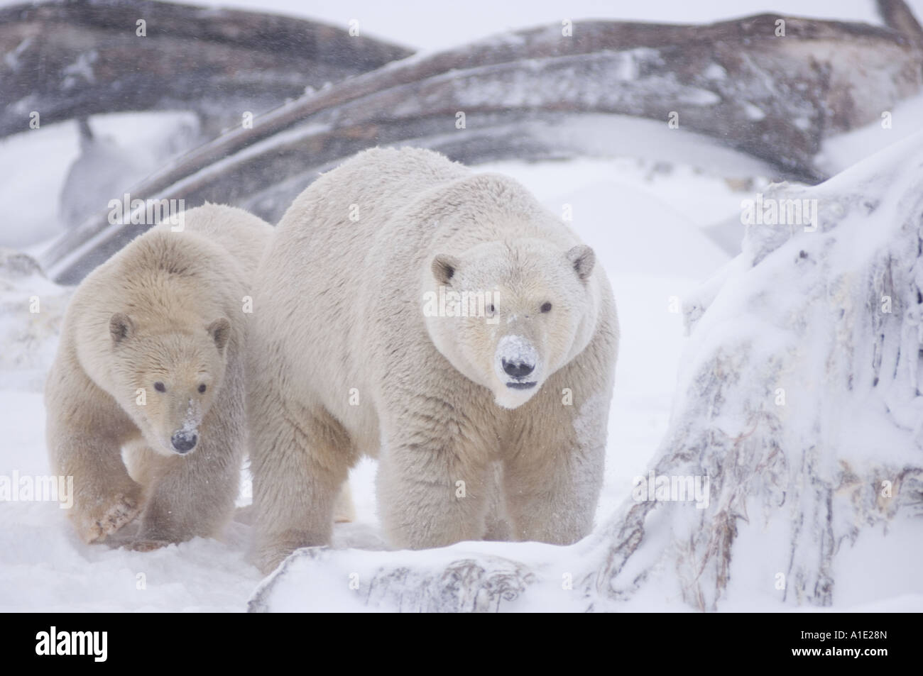 polar bears Ursus maritimus sow with cub feeding scavenging on a ...