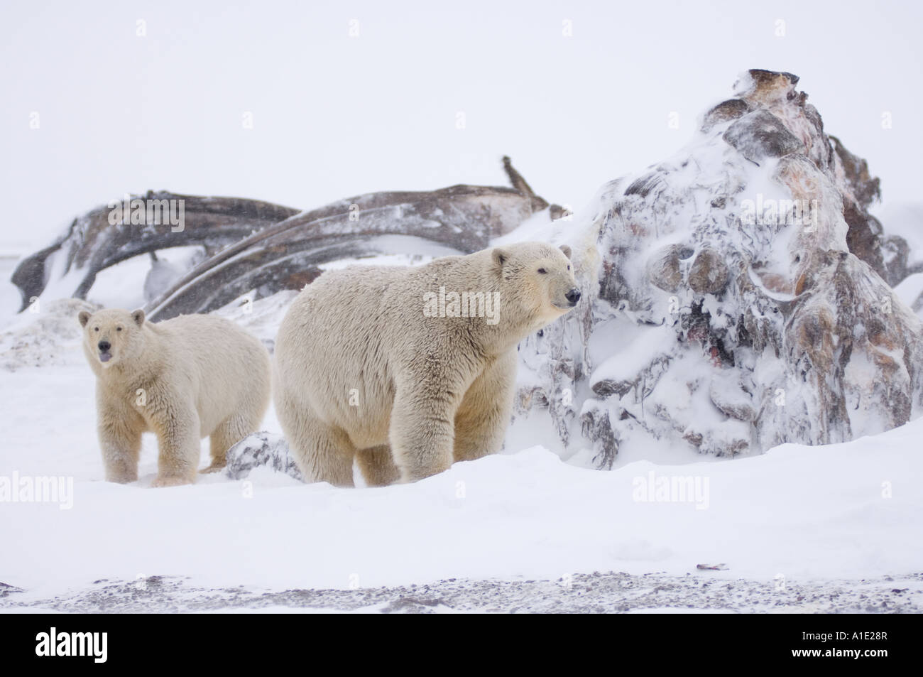 polar bears Ursus maritimus sow with cub feeding scavenging on a ...