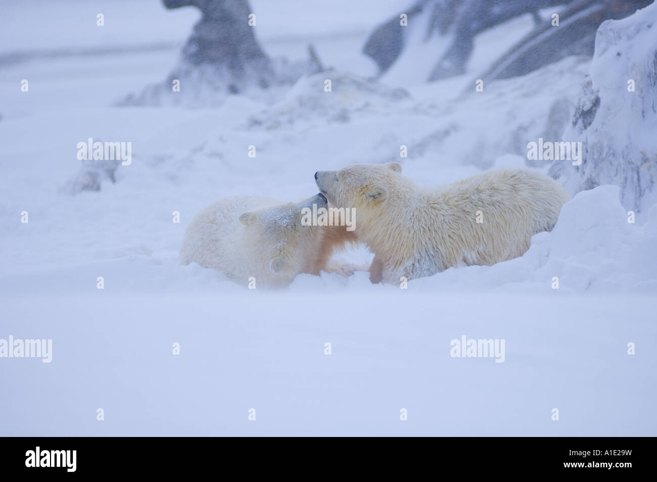 polar bears Ursus maritimus cubs playing 1002 area of the Arctic National Wildlife Refuge ...