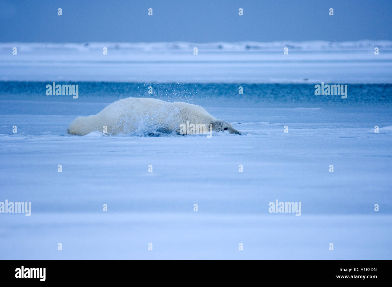 polar bear Ursus maritimus falling through young ice trying to climb up ...