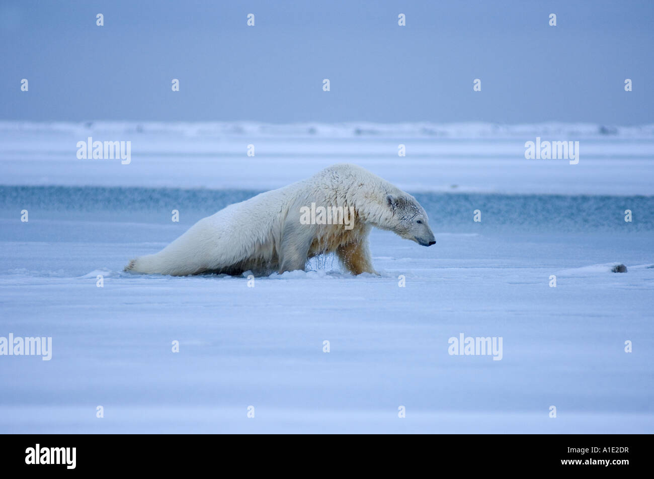 Pack ice global warming falling hi-res stock photography and images - Alamy