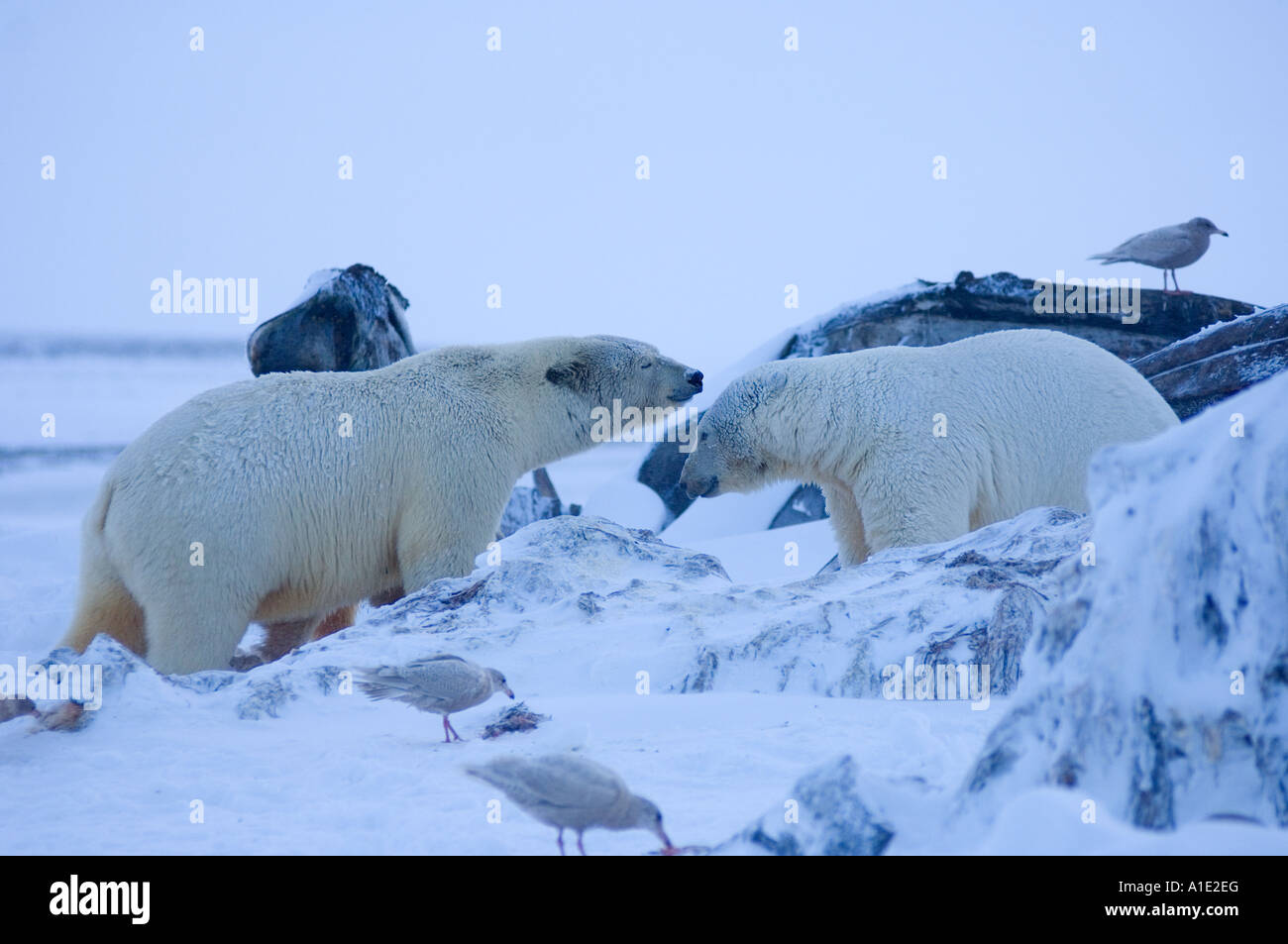 polar bears Ursus maritimus scavenging at a bowhead whale carcass 1002 ...
