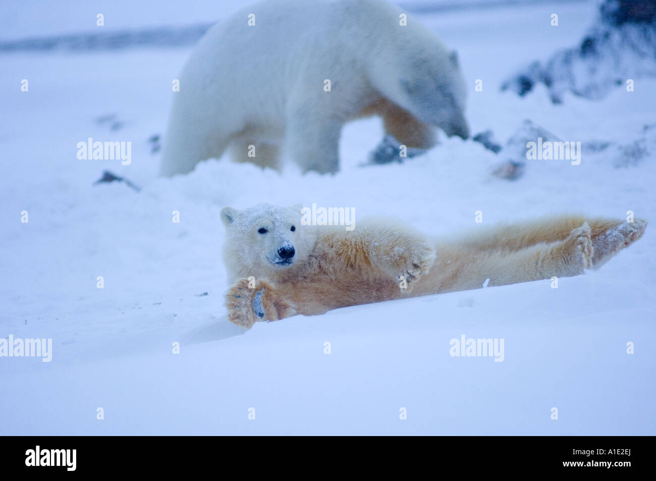 polar bears Ursus maritimus cub rolling around on the pack ice 1002 ...